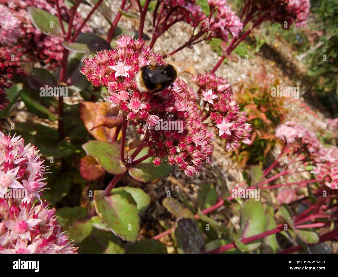 Natural close up pollinating plant portrait of Hylotelephium Matrona ...