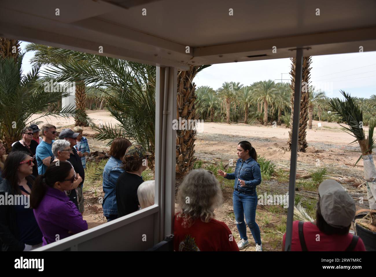 Yuma, AZ USA. 3/14/2023. Martha’s Gardens Medjool Date Farm was founded ...