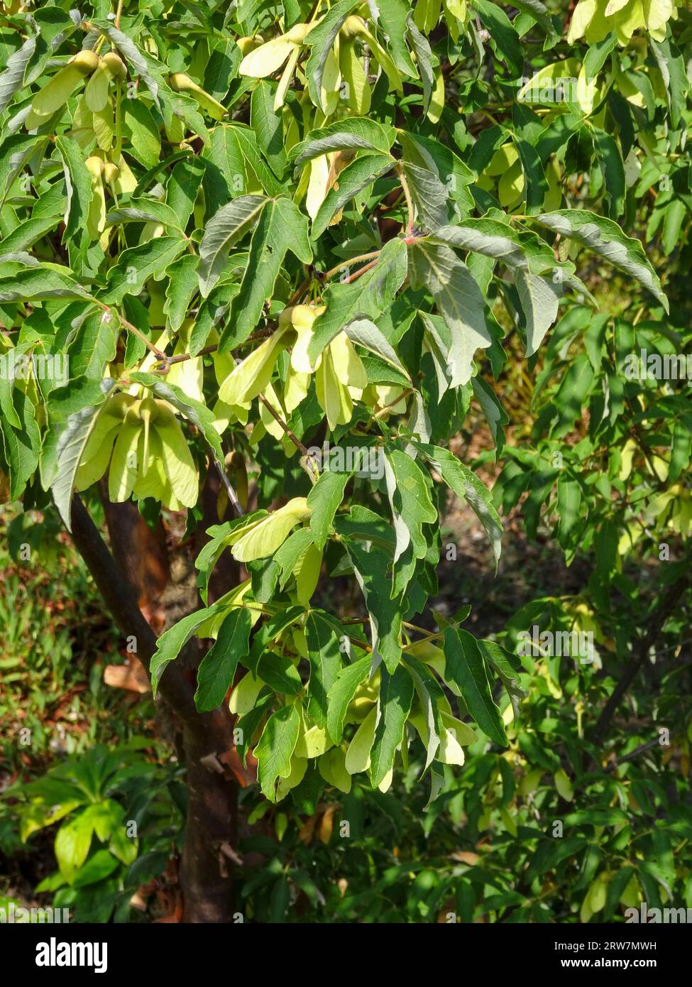 Natural garden tree portrait of Acer griseum, paperbark maple, in ...