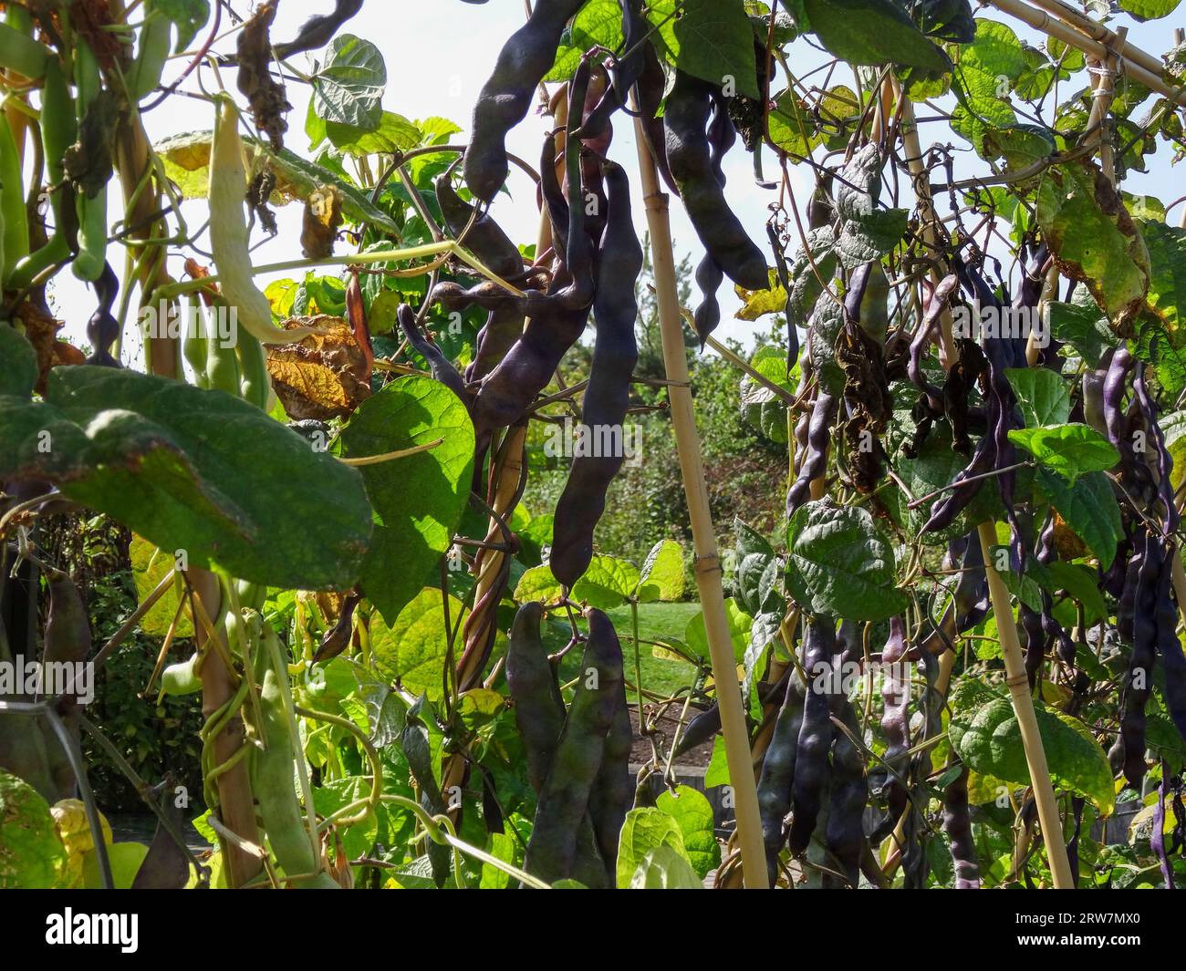 Natural close up food, vegetable, portrait of the large podded Climbing ...