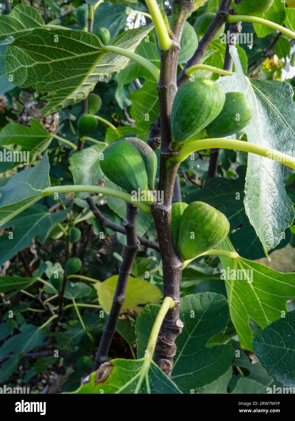 Mulberry tree turkey hi-res stock photography and images - Alamy