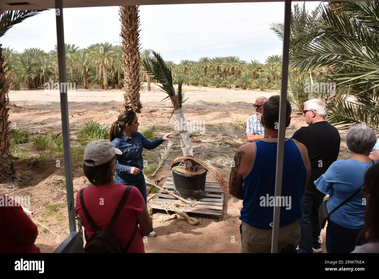 Yuma, AZ USA. 3/14/2023. Martha’s Gardens Medjool Date Farm was founded ...