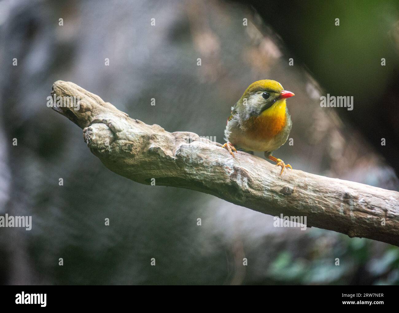 The Red-billed Leiothrix, Leiothrix lutea, a vibrant Himalayan bird ...