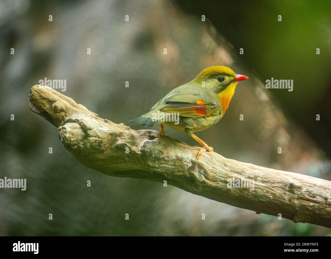The Red-billed Leiothrix, Leiothrix lutea, a vibrant Himalayan bird ...