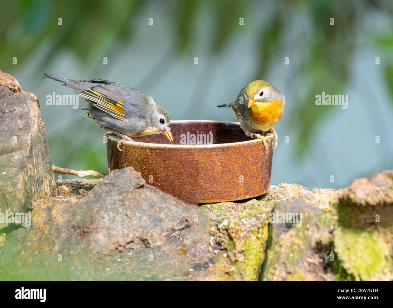 The Red-billed Leiothrix, Leiothrix lutea, a vibrant Himalayan bird ...