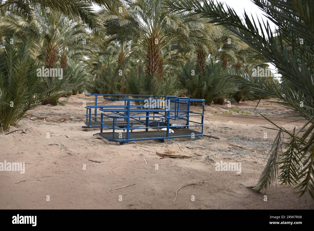 Yuma, AZ USA. 3/14/2023. Martha’s Gardens Medjool Date Farm was founded ...