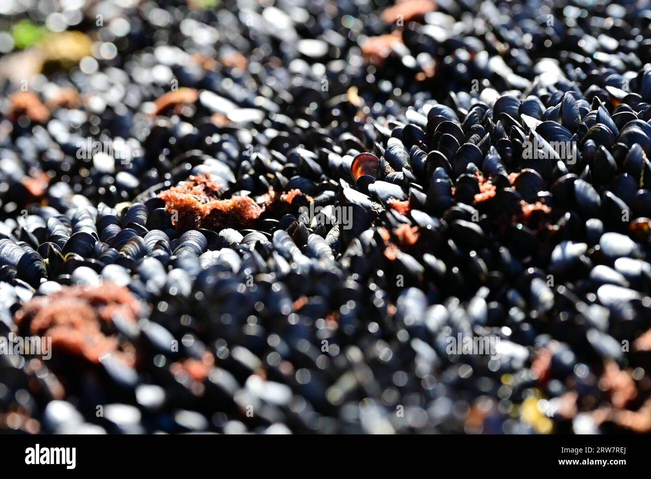Carpet of shells hi-res stock photography and images - Alamy