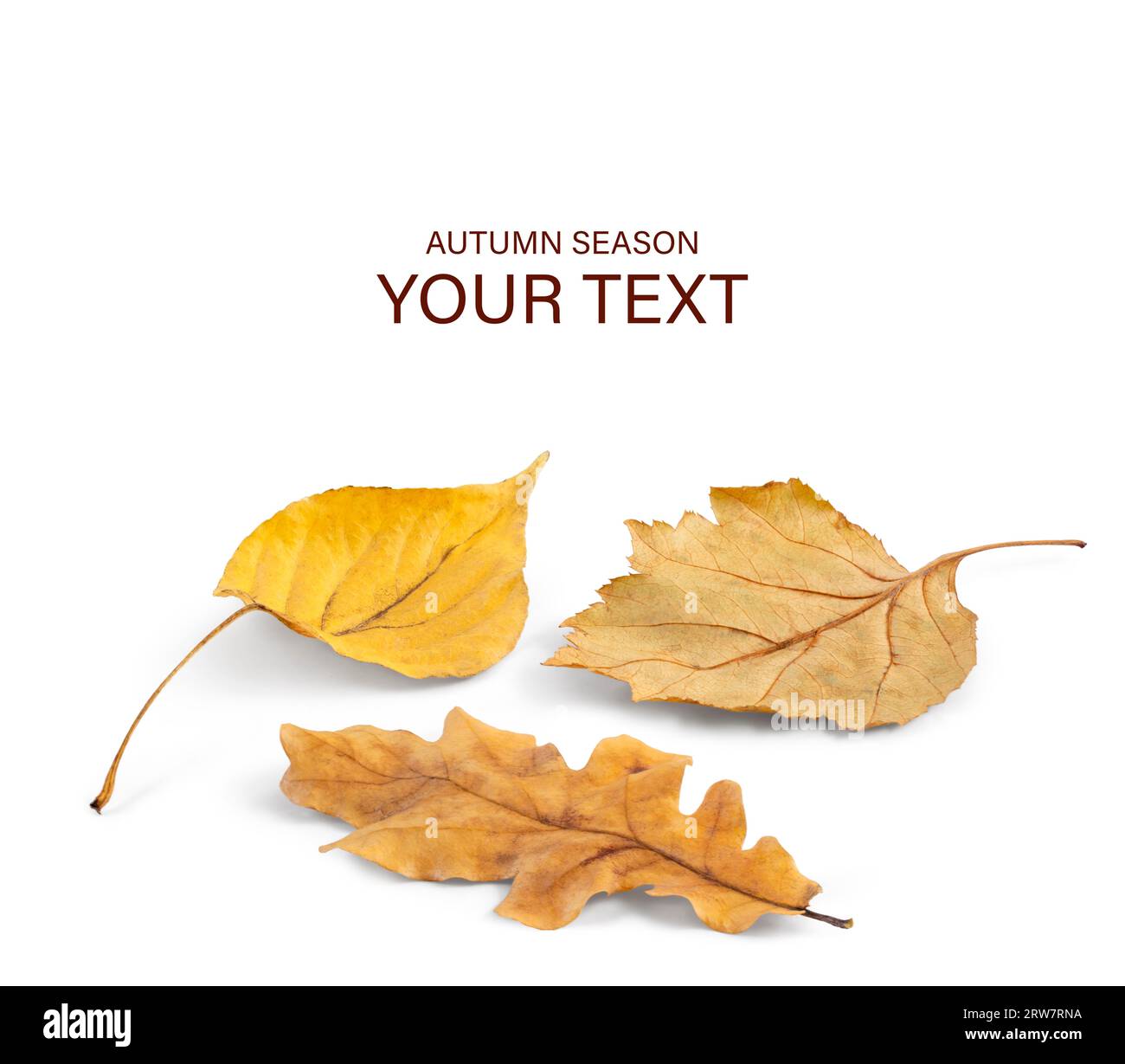 Autumn various fallen leaves on a white background with shadow. Autumn ...