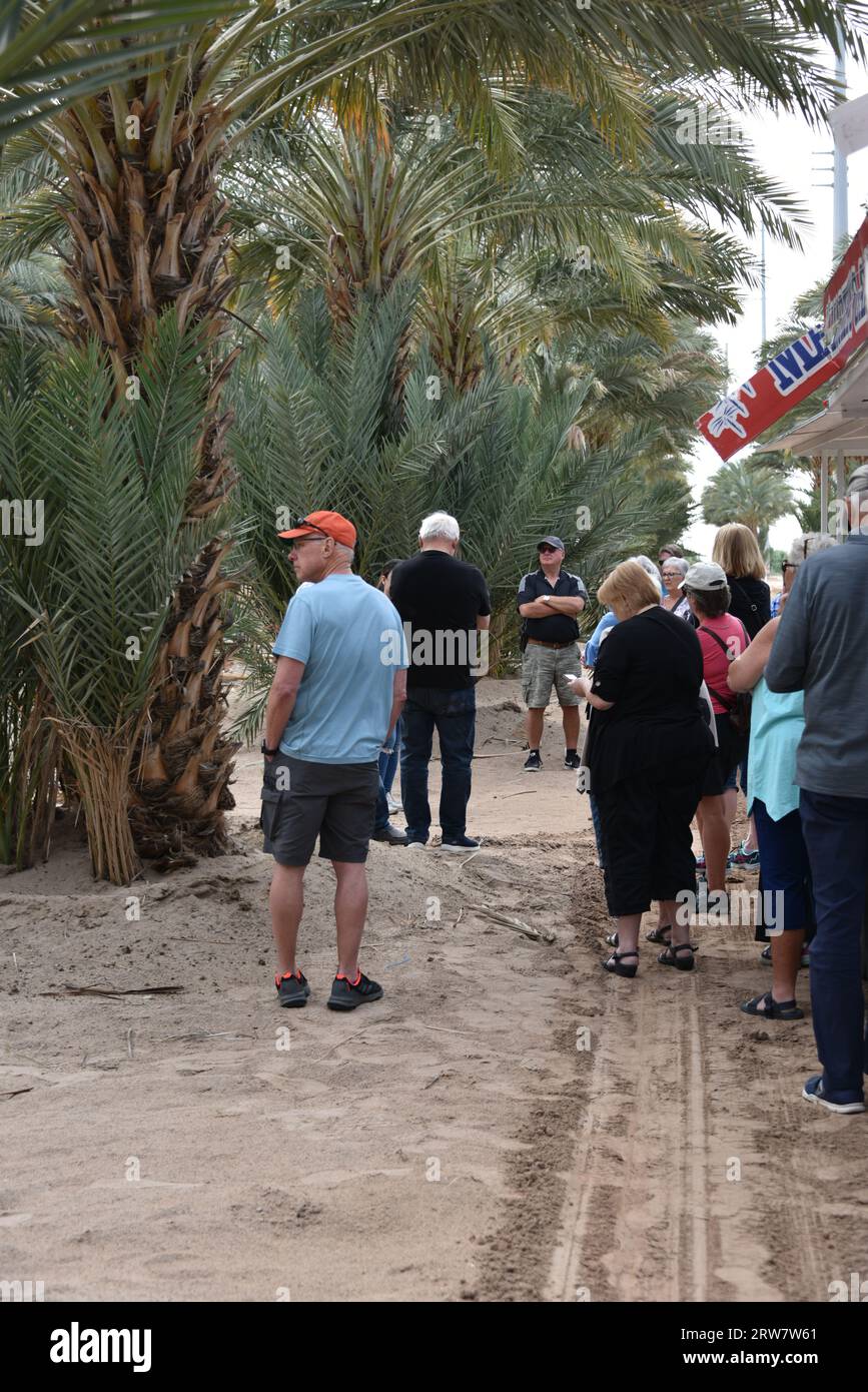 Yuma, AZ USA. 3/14/2023. Martha’s Gardens Medjool Date Farm was founded ...