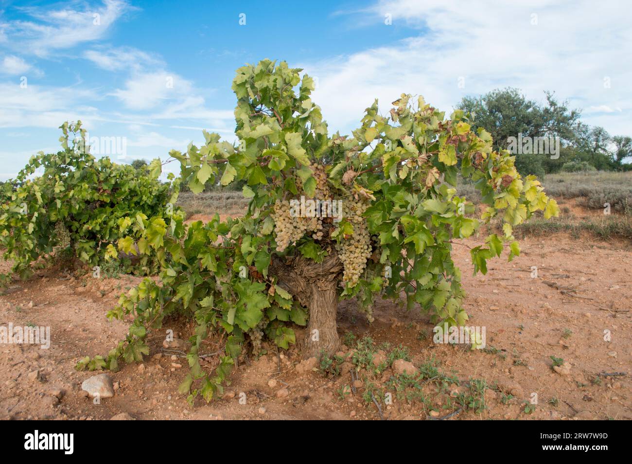 Uvas para vino hi-res stock photography and images - Alamy