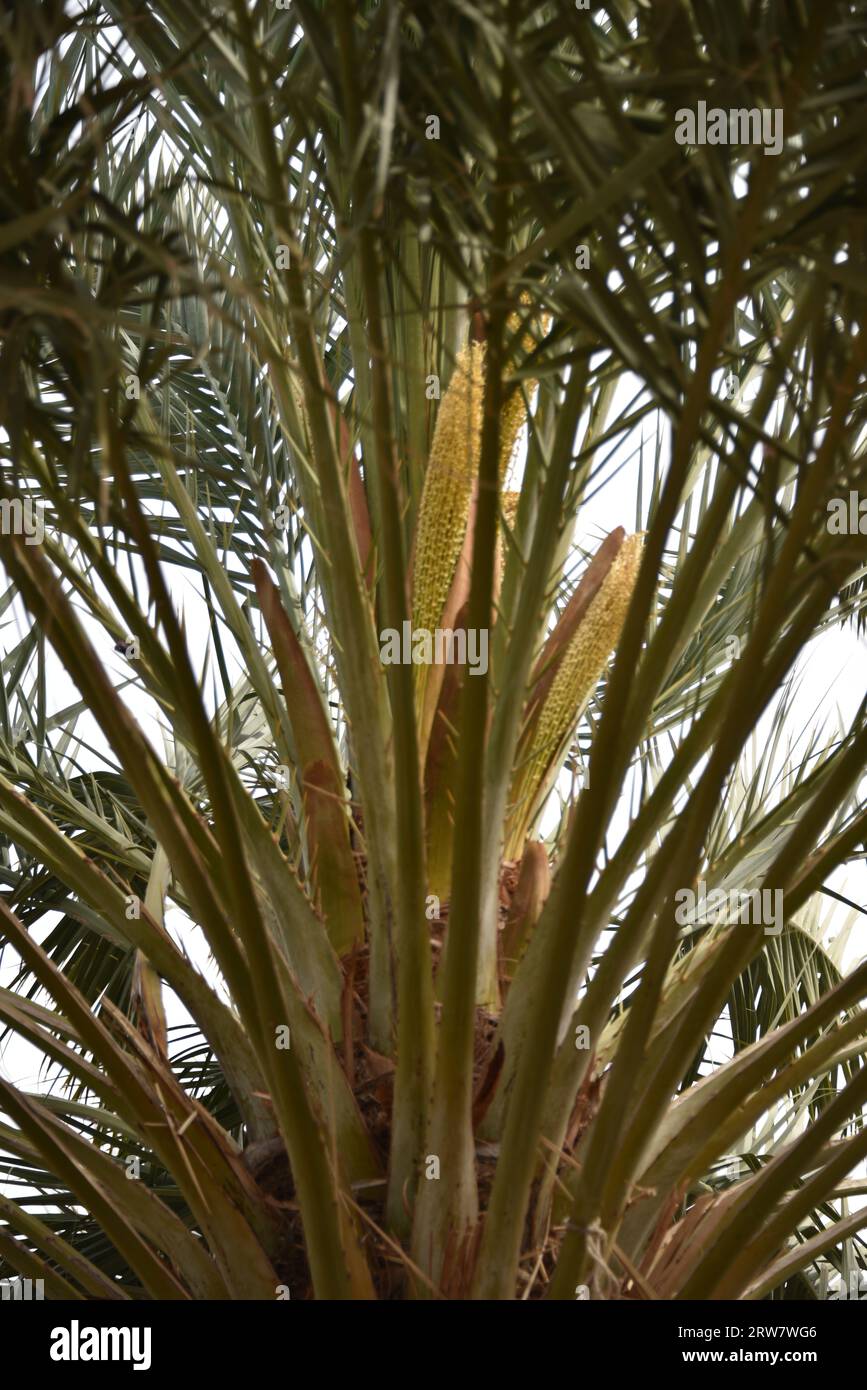 Marthas gardens medjool date farm hi-res stock photography and images ...