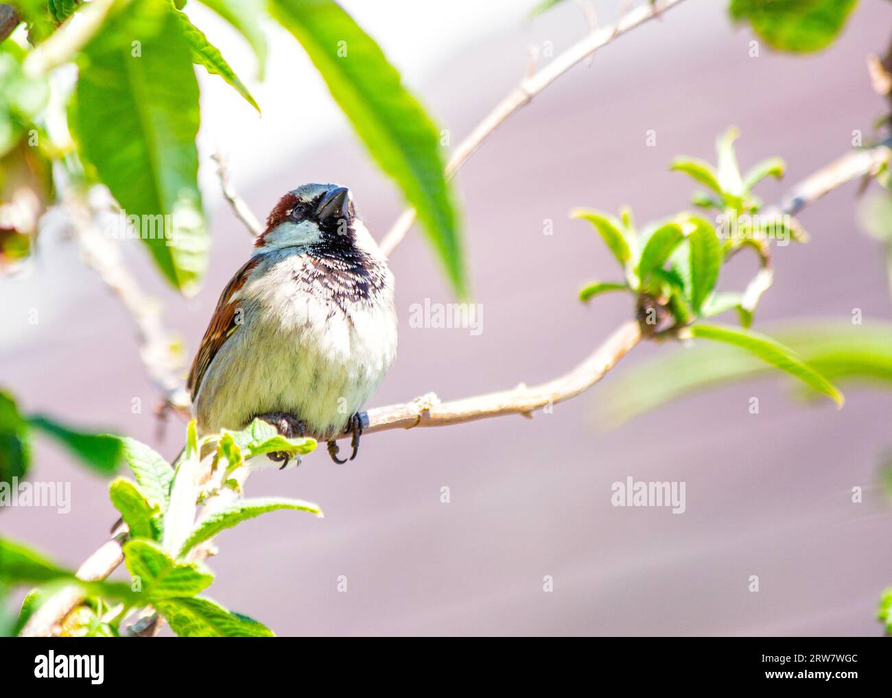 Common House Sparrow, Passer domesticus, seen outdoors in Dublin ...