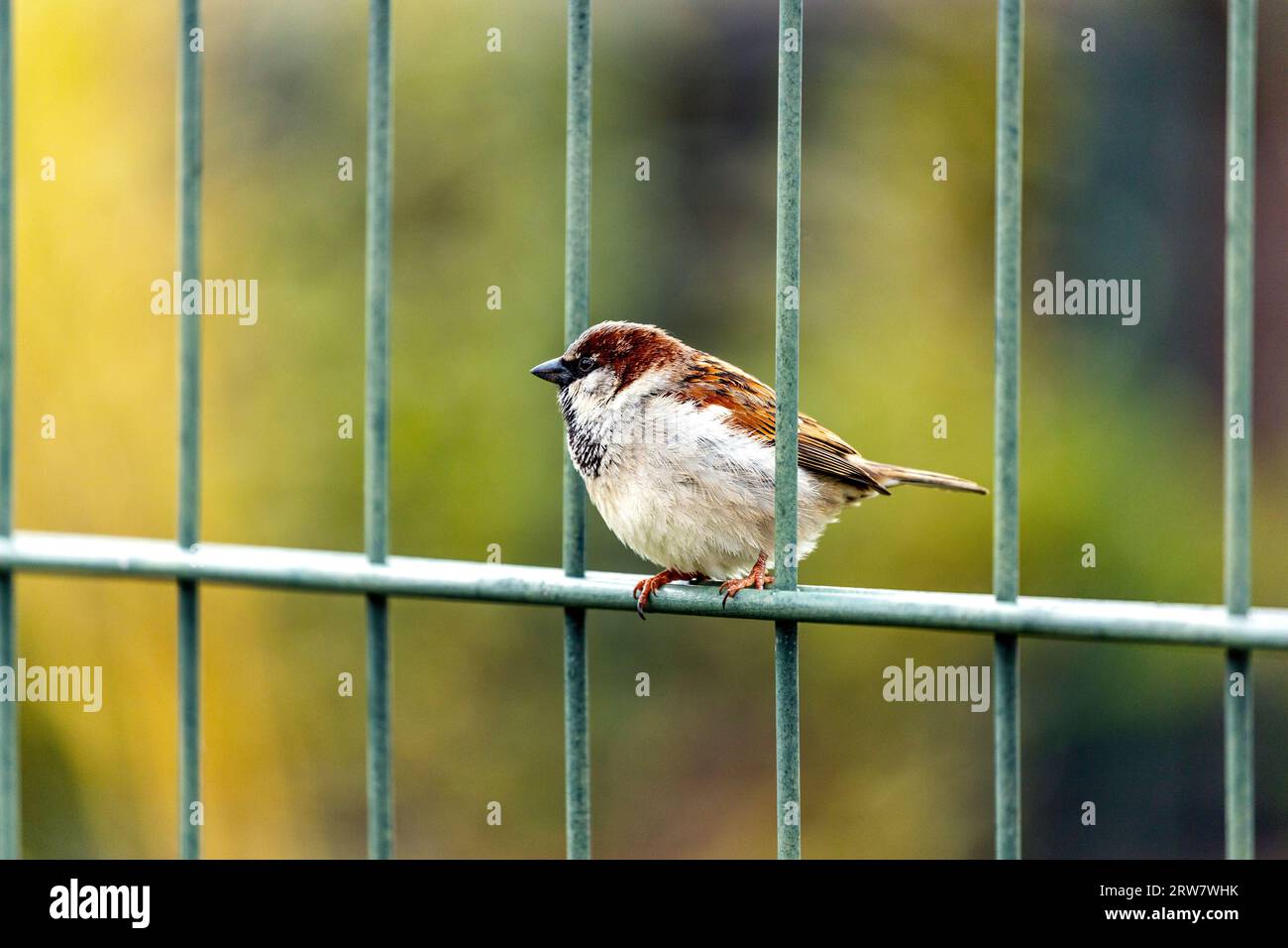 Common House Sparrow, Passer domesticus, seen outdoors in Dublin ...