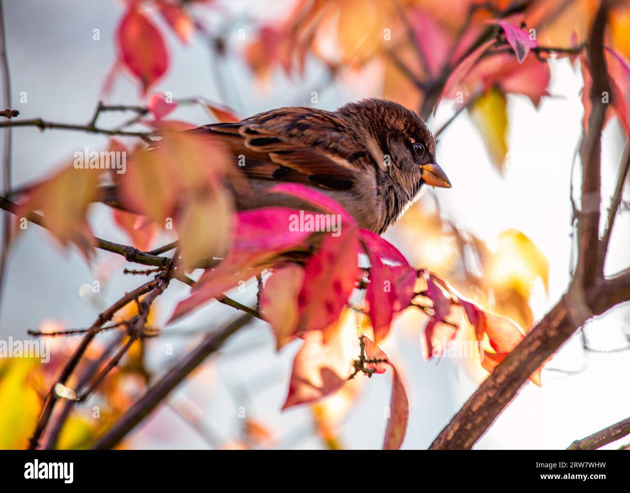 Common House Sparrow, Passer domesticus, seen outdoors in Dublin ...