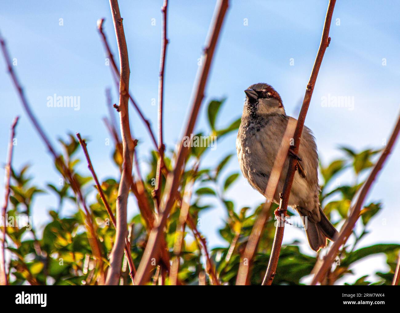 Common House Sparrow, Passer domesticus, seen outdoors in Dublin ...