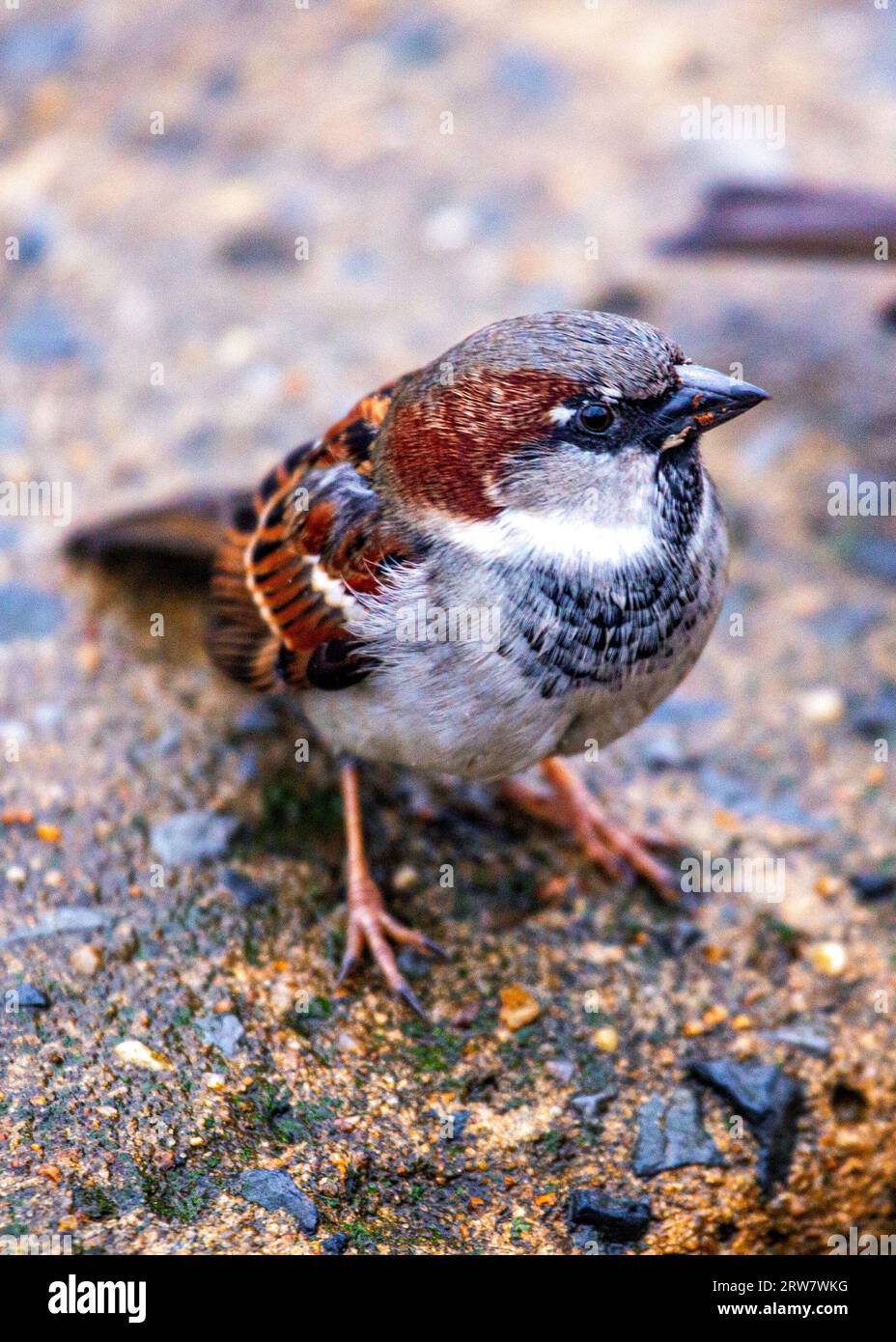 Common House Sparrow, Passer domesticus, seen outdoors in Dublin ...