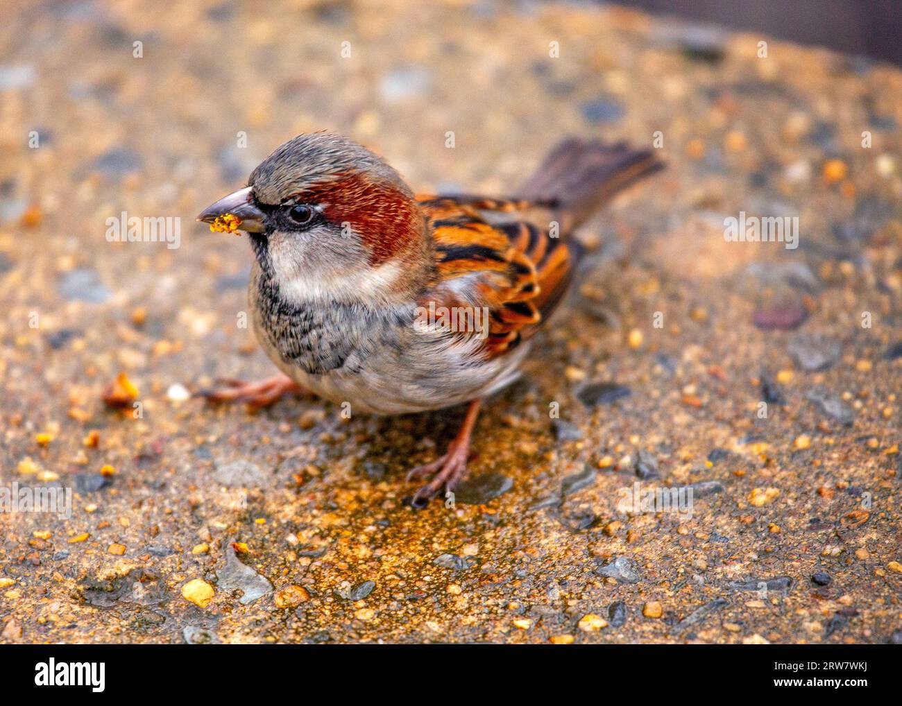 Common House Sparrow, Passer domesticus, seen outdoors in Dublin ...