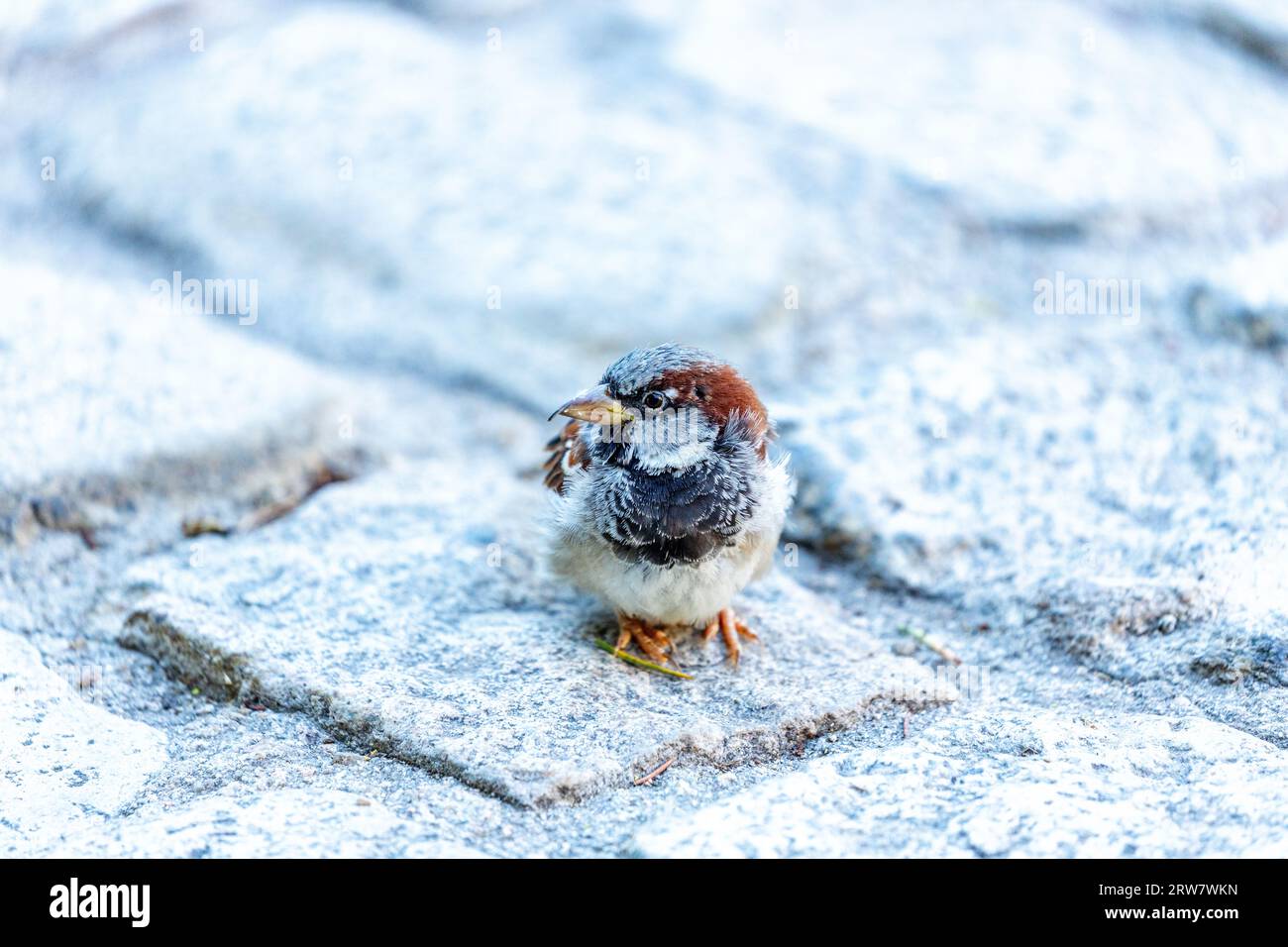 Common House Sparrow, Passer domesticus, seen outdoors in Dublin ...