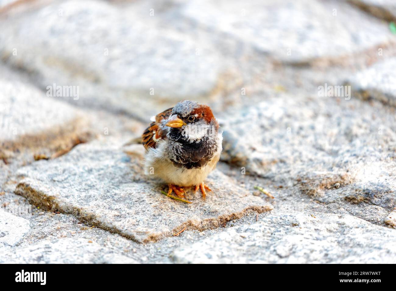 Common House Sparrow, Passer domesticus, seen outdoors in Dublin ...