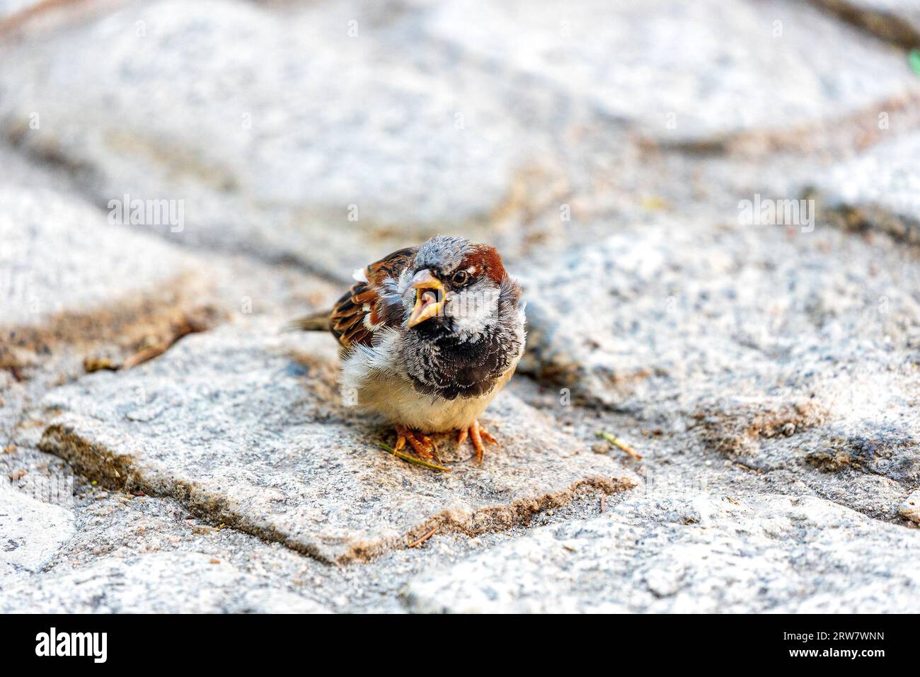 Common House Sparrow, Passer domesticus, seen outdoors in Dublin ...