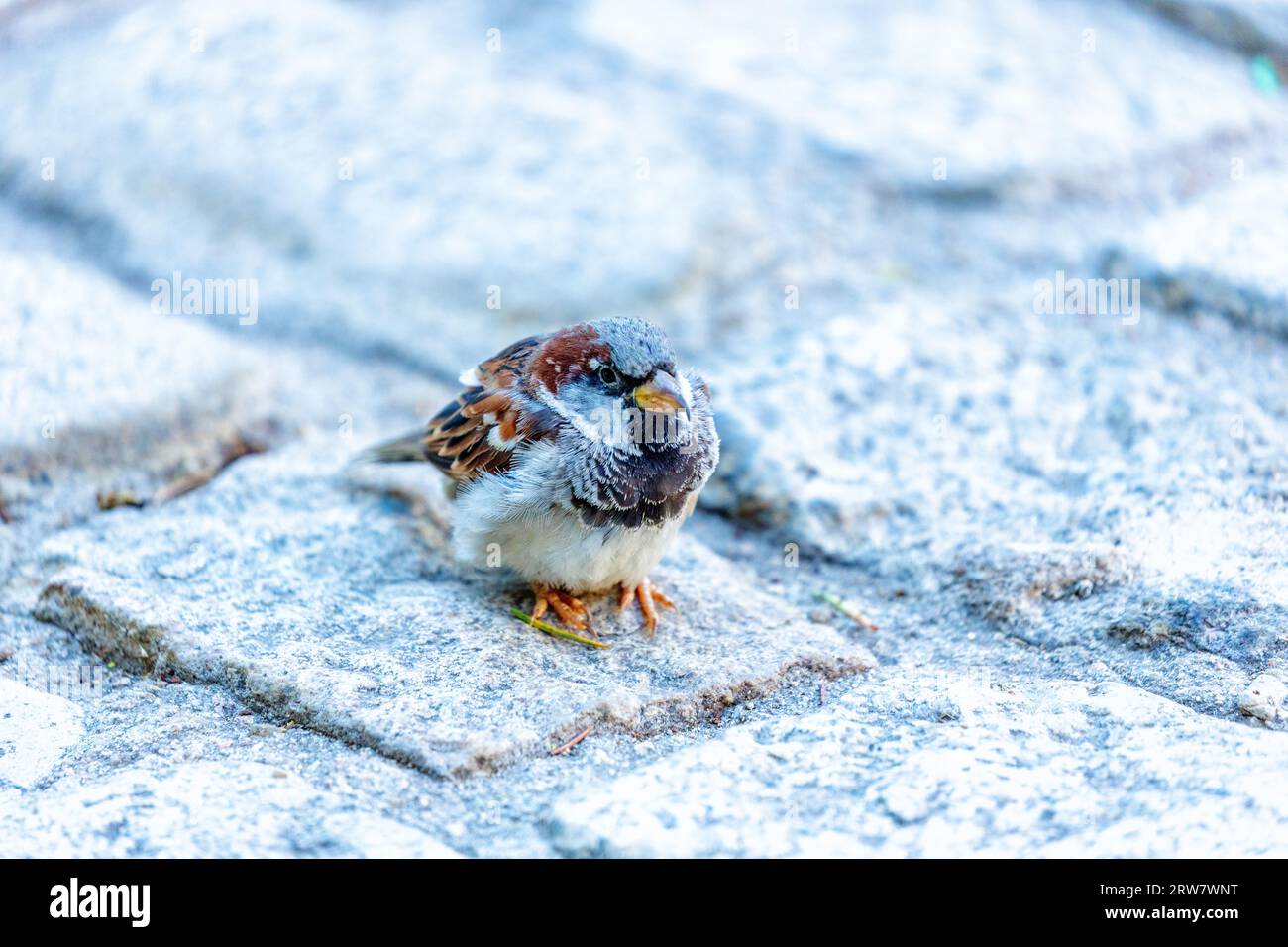 Common House Sparrow, Passer domesticus, seen outdoors in Dublin ...