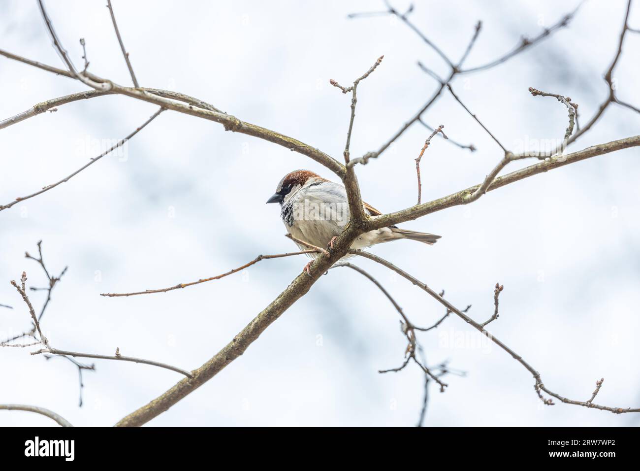 Common House Sparrow, Passer domesticus, seen outdoors in Dublin ...