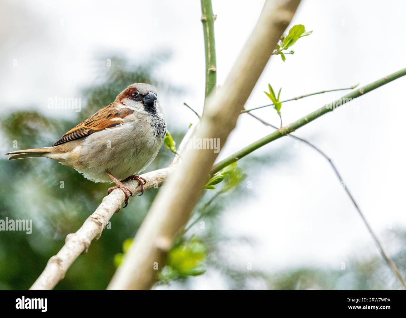 Common House Sparrow, Passer domesticus, seen outdoors in Dublin ...