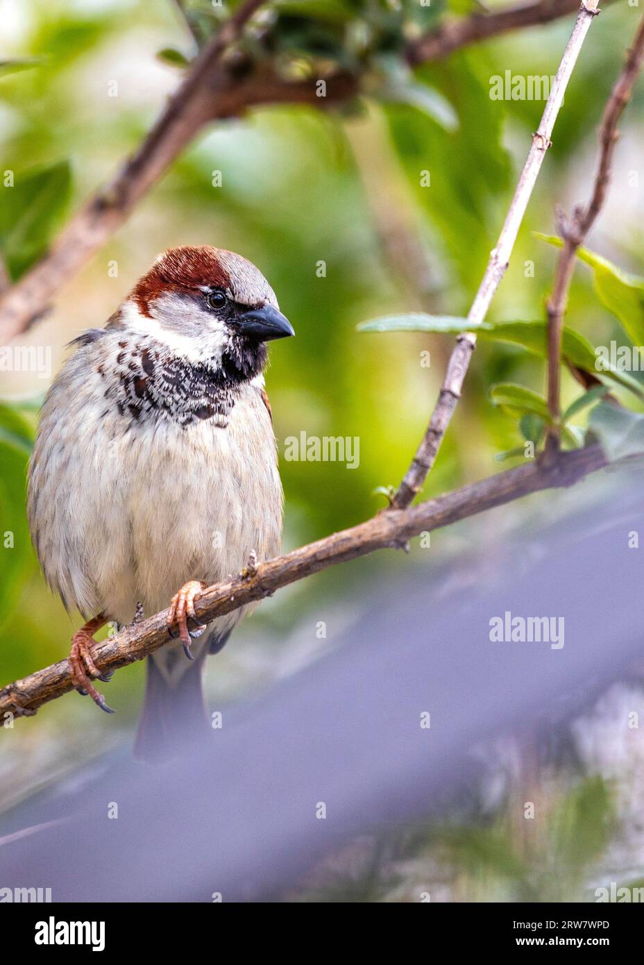 Common House Sparrow, Passer domesticus, seen outdoors in Dublin ...