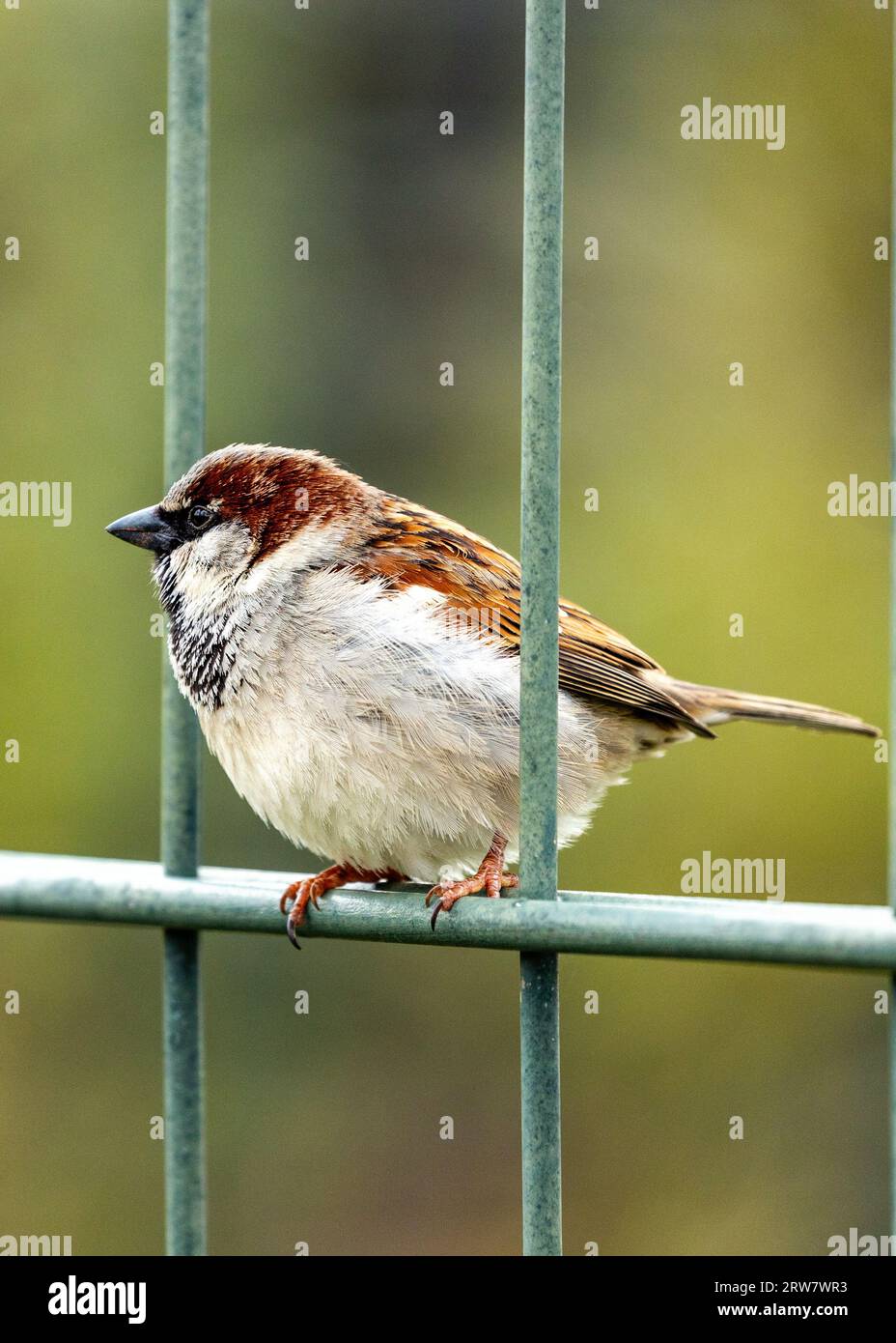 Common House Sparrow, Passer domesticus, seen outdoors in Dublin ...