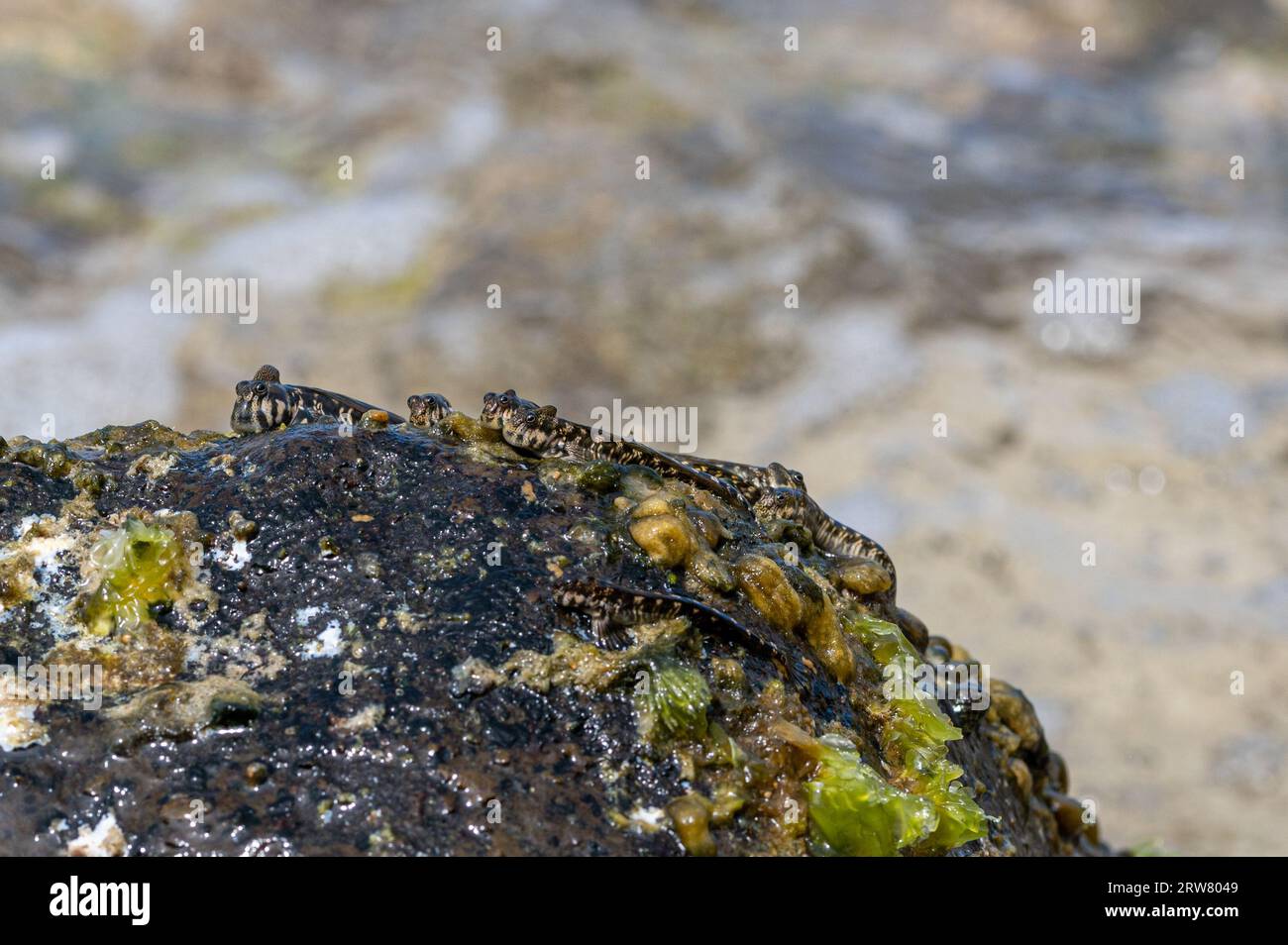 Rockskipper also known as combtooth blenny, resting on rocks on ilot ...