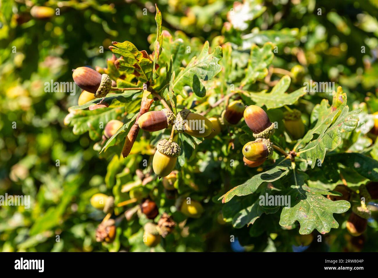 Oak tree uk september hi-res stock photography and images - Alamy