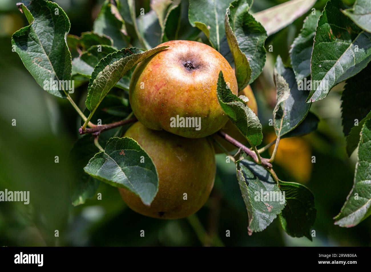 A close up of ripe apples on a tree in September, with a shallow depth ...