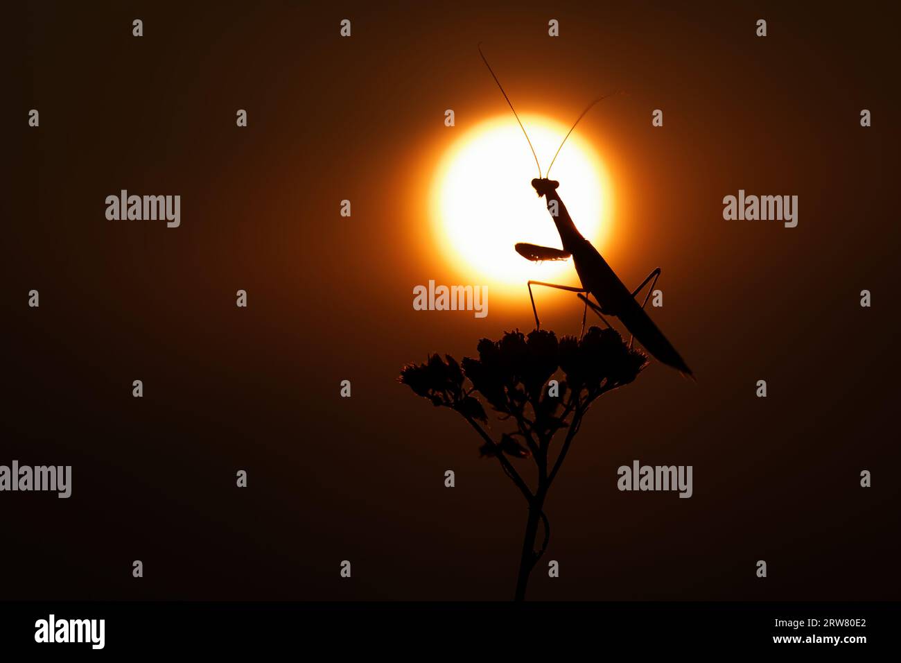 The European mantis (Mantis religiosa) is a large hemimetabolic insect ...