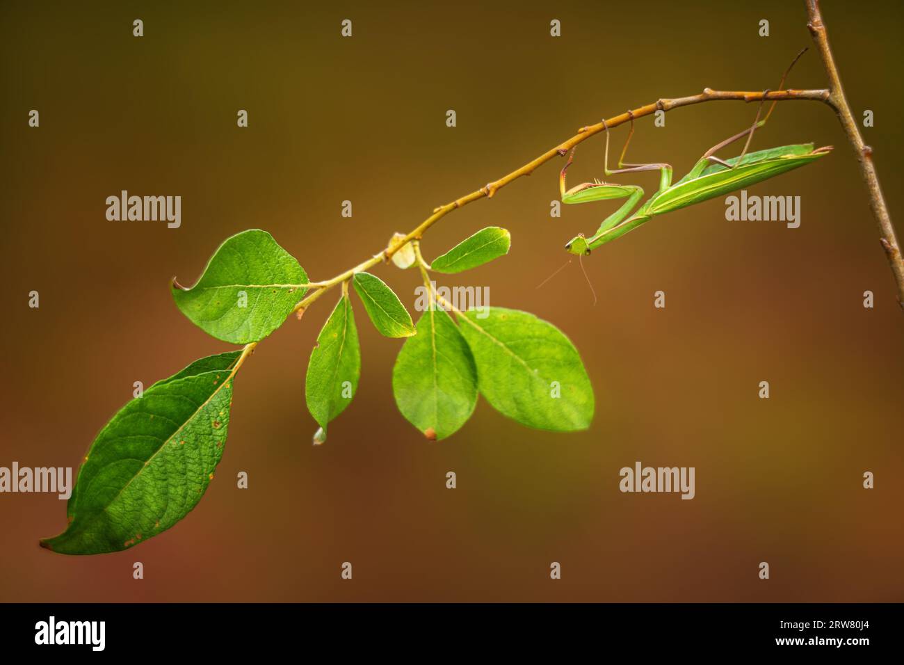 The European mantis (Mantis religiosa) is a large hemimetabolic insect ...