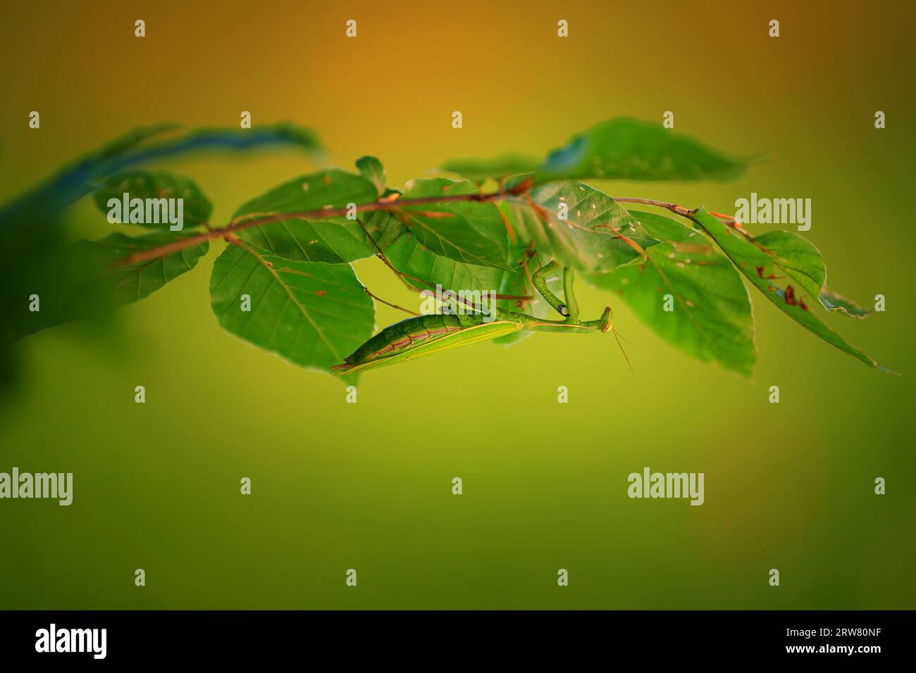 The European mantis (Mantis religiosa) is a large hemimetabolic insect ...