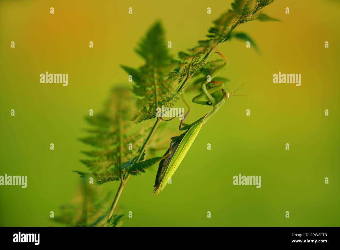 The European mantis (Mantis religiosa) is a large hemimetabolic insect ...