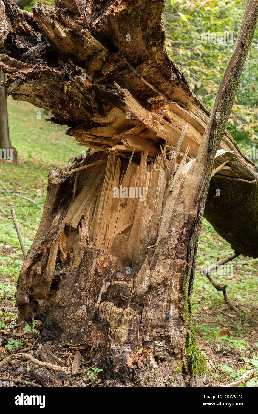 Lightning eagle hi-res stock photography and images - Alamy