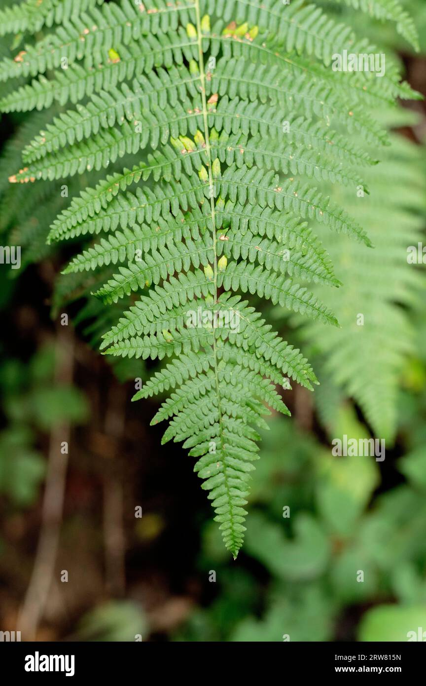 Fern leaf in a forest of the Maritime Alps, Cuneo, Piedmont, Italy ...