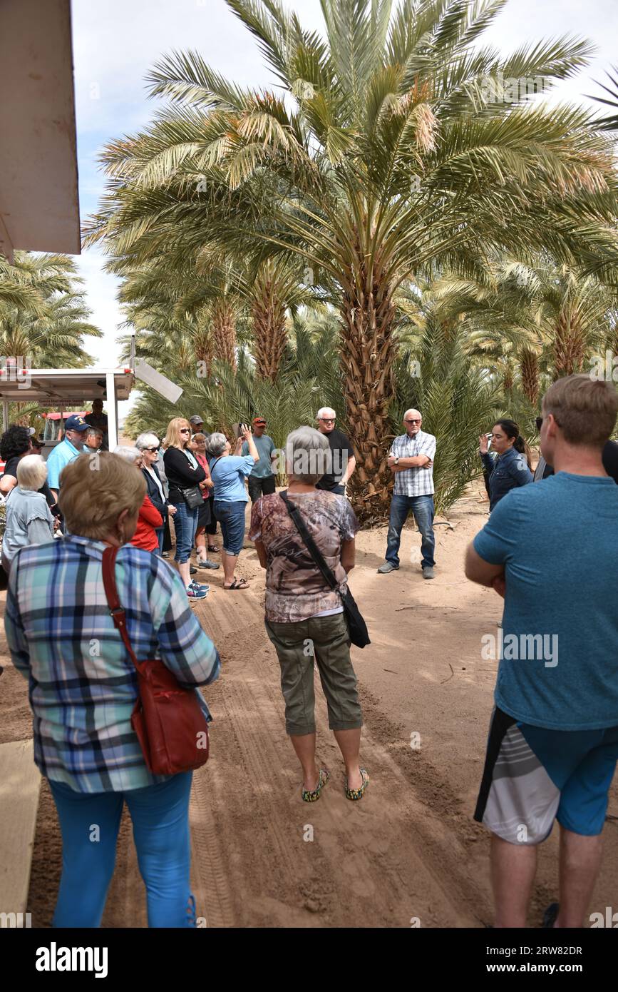 Yuma, AZ USA. 3/14/2023. Martha’s Gardens Medjool Date Farm was founded ...