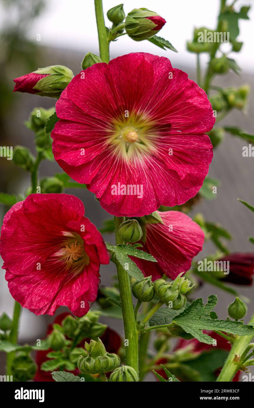A branch of mallow with red flowers in the garden on a flower bed Stock ...