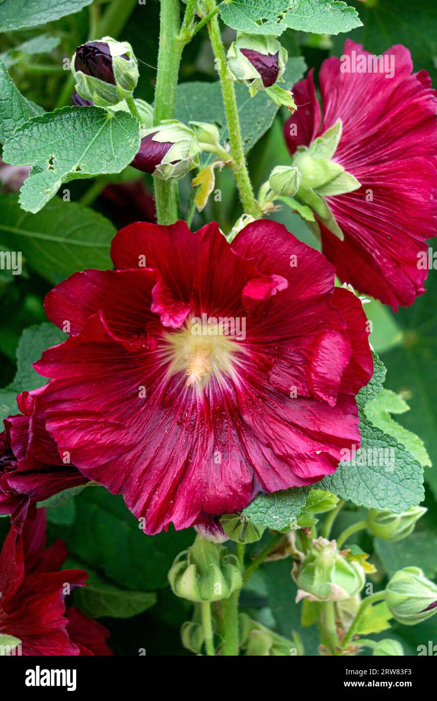 A branch of mallow with red flowers in the garden on a flower bed Stock ...