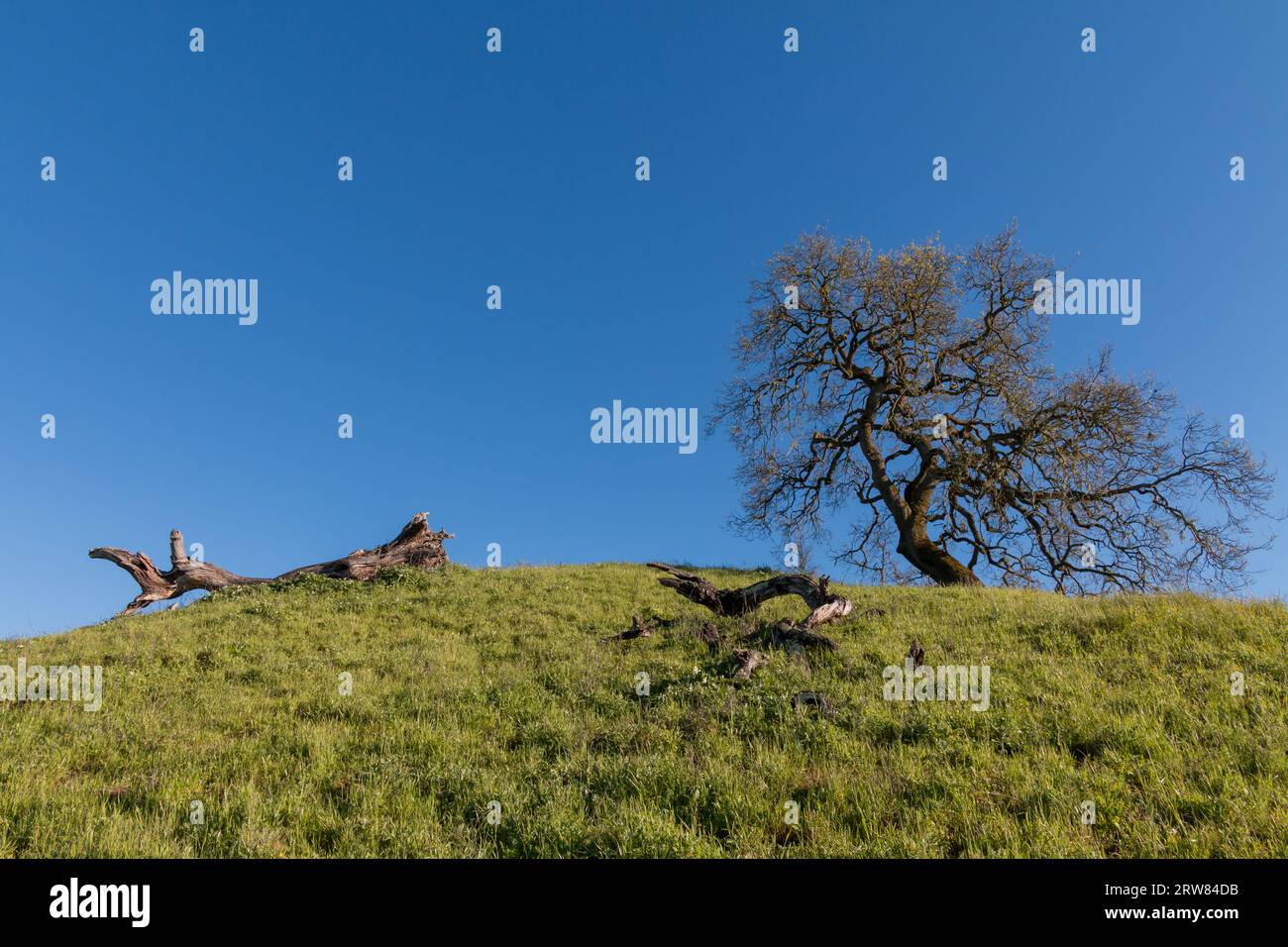 Large dead tree on a hill hi-res stock photography and images - Alamy