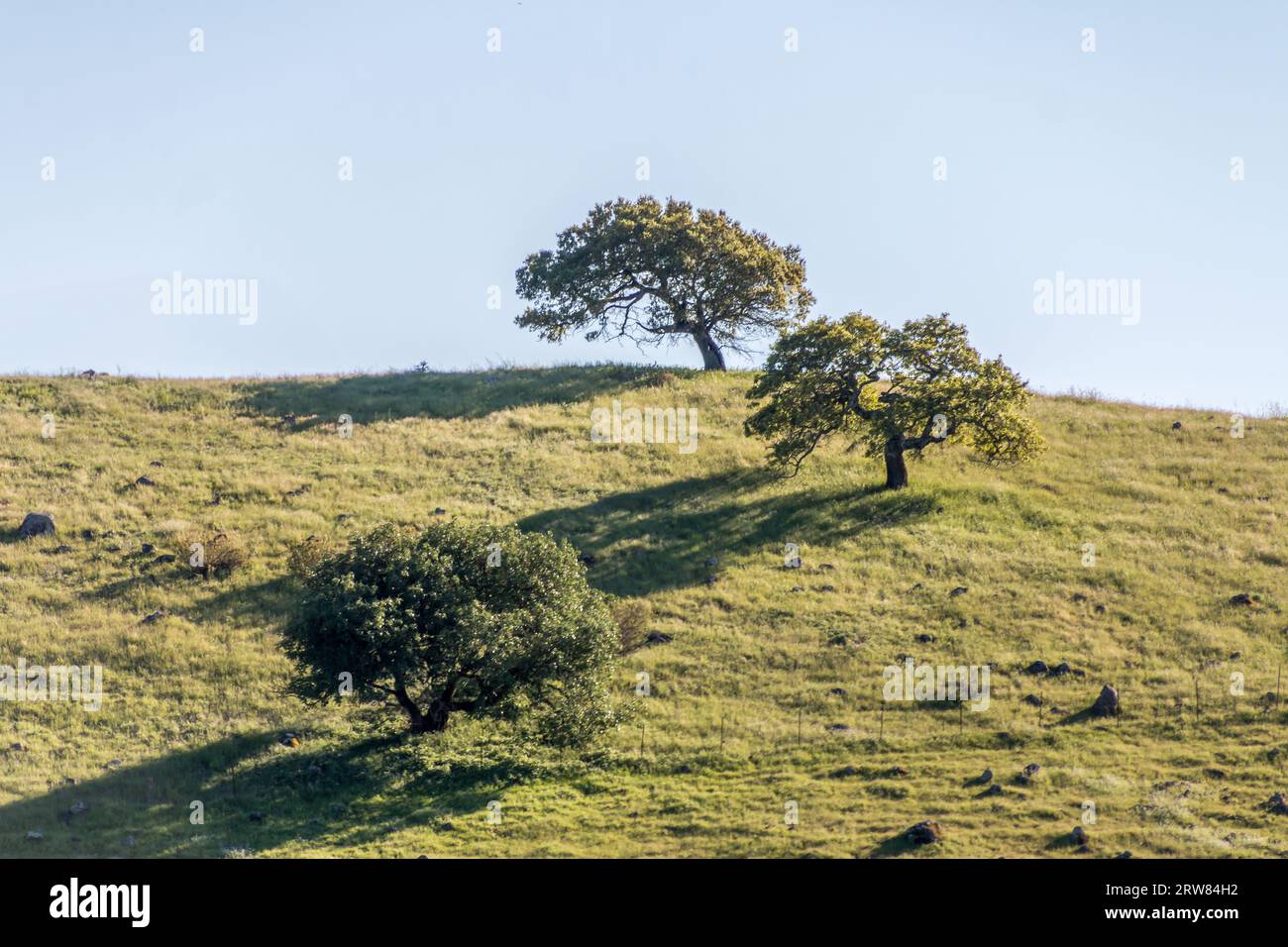 Three oak trees are standing on a green grass hillside. The sky is blue ...