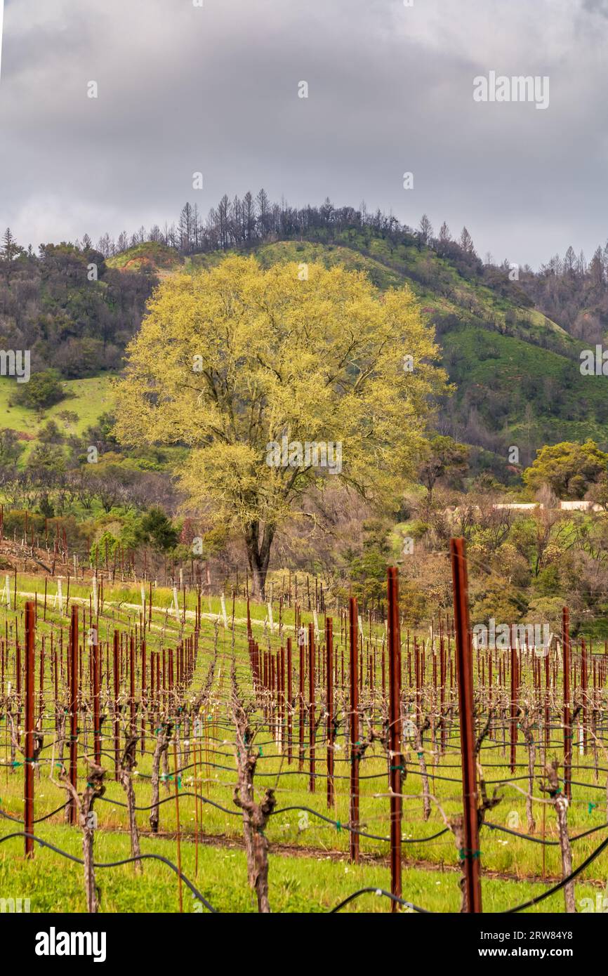 A vineyard of dormant vines are in green field of grass. Metal stakes ...