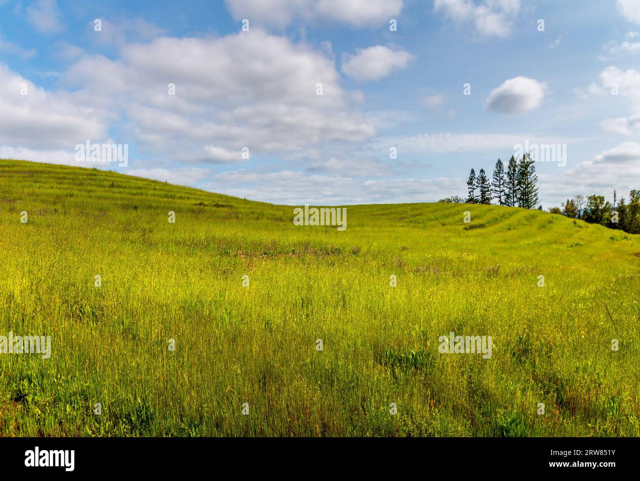 A large green and yellow field of high grass is growing on an expansive ...