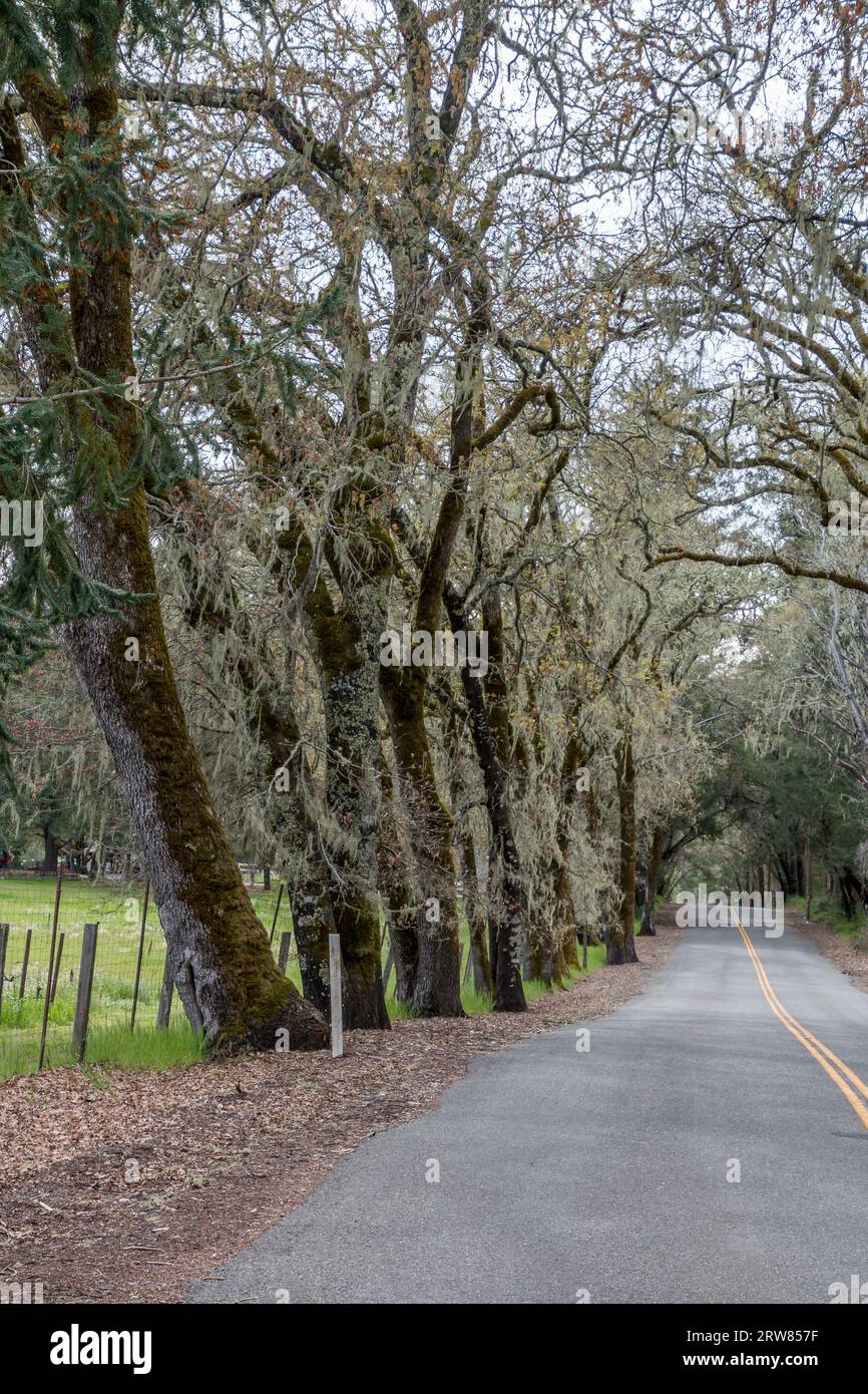 A line of trees are on the left side of a country road. There is green ...
