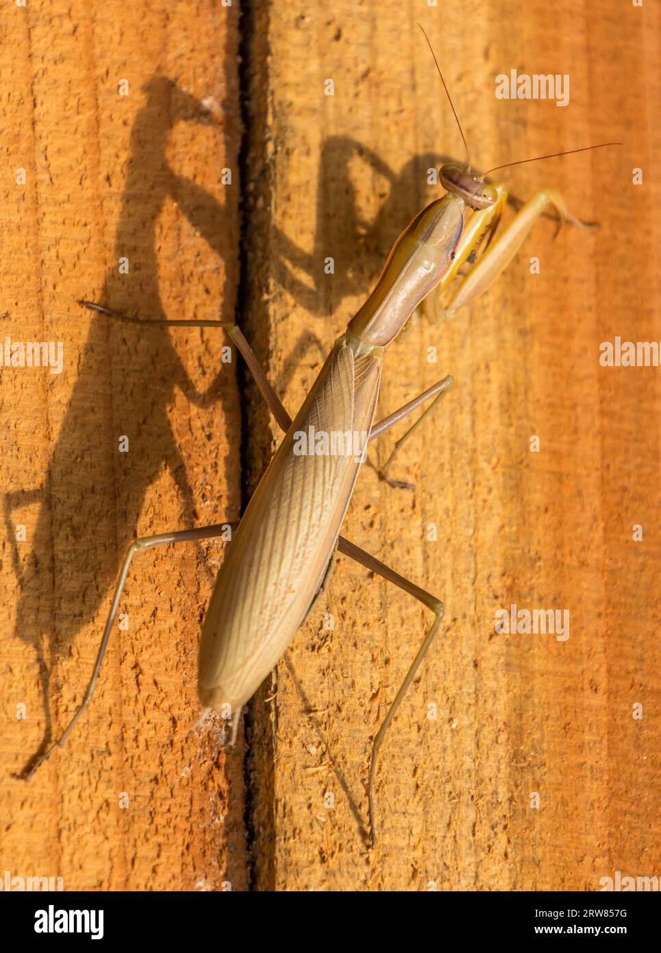 Praying mantis crawling hi-res stock photography and images - Alamy