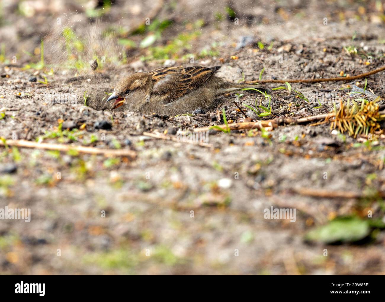 A female House Sparrow, Passer domesticus, seen outdoors in Dublin ...