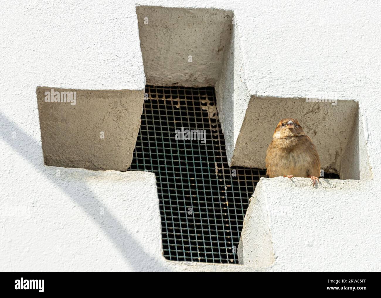 A female House Sparrow, Passer domesticus, seen outdoors in Dublin ...