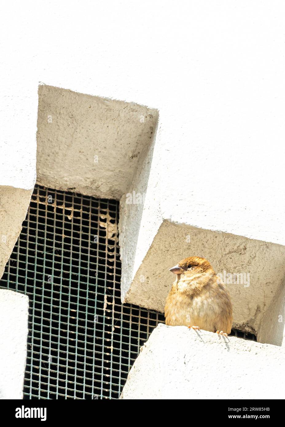 A female House Sparrow, Passer domesticus, seen outdoors in Dublin ...